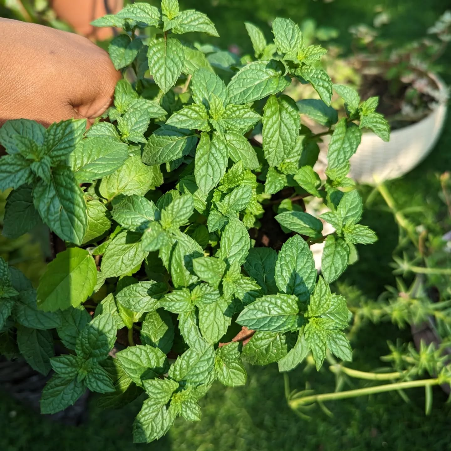 10 Plants That Repel Rats and Mice Around the Home